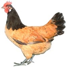 Vorwerk Chicken Breed Guide: Characteristics, Temperament, & More ...