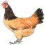 Vorwerk Chicken Breed Guide: Characteristics, Temperament, & More