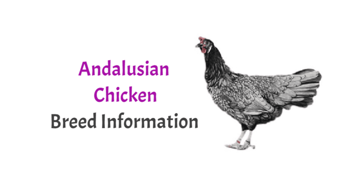 Andalusian Chicken | Breed Information | Poultry Care Sunday