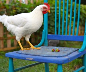Leghorn Chicken: Breed Profile, Eggs, Height, Size And Care Guide