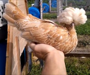 Polish Chicken: Breed Profile, Eggs, Height, Size And Care Guide