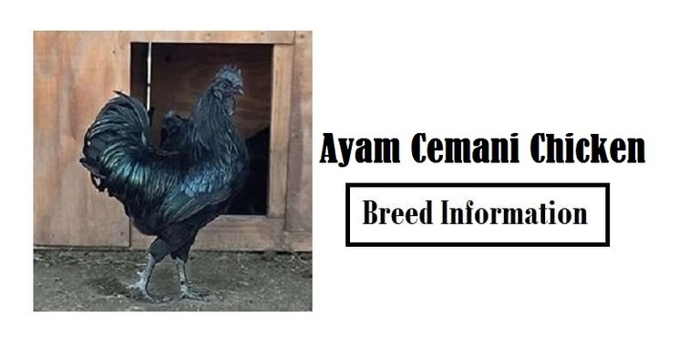 Ayam Cemani Chicken: Breed Profile, Eggs, Height, Size And Care Guide