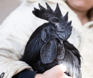Ayam Cemani Chicken Breed Information | Poultry Care Sunday