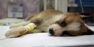 Parvo In Dogs: Warning Signs And Prevention | Poultry Care Sunday