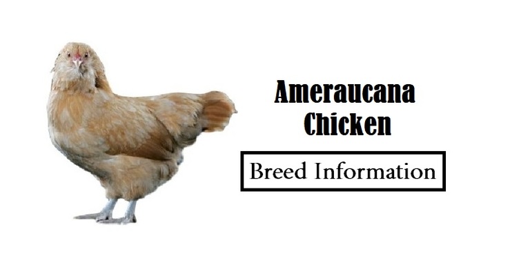 Ameraucana Chicken: Breed Profile, Eggs, Height, Size And Care Guide