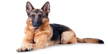 The History Of The German Shepherd Breed | Poultry Care Sunday