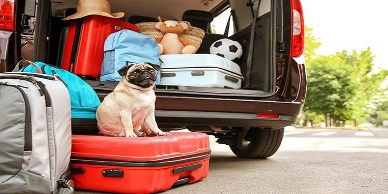 The 4 Best Ways To Transport Your Pets