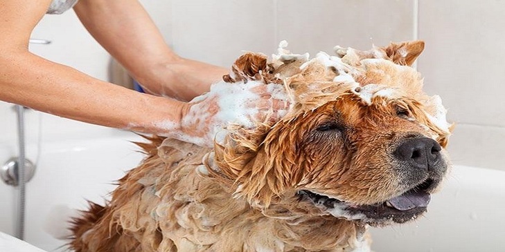 Everything You Need to Know About What It Takes to Wash a Dog