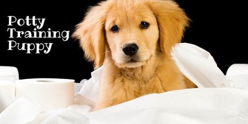 How To Potty Train Puppies The Right Way