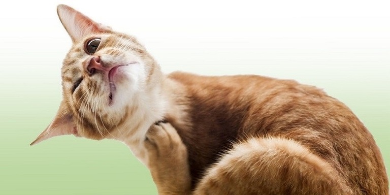 Top 5 Best Cat Flea Treatments Of 2020