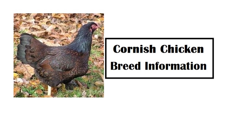 Cornish Chicken Breed Information | Poultry Care Sunday