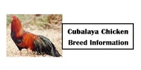 Cubalaya Chicken Breed Information | Poultry Care Sunday