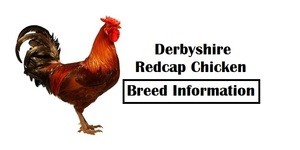 Derbyshire Redcap Chicken Breed Information | Poultry Care Sunday