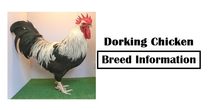 Dorking Chicken Breed Information | Poultry Care Sunday