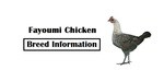 Fayoumi Chicken Breed Information | Poultry Care Sunday