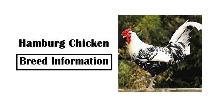 Hamburg Chicken Breed Information | Poultry Care Sunday