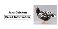 Java Chicken Breed Information | Poultry Care Sunday