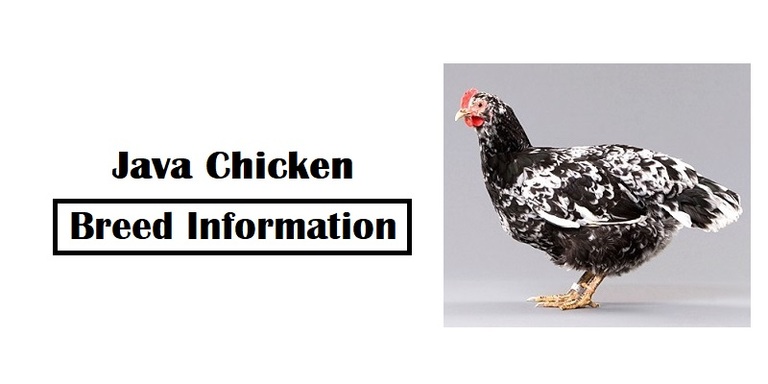 Java Chicken Breed Information | Poultry Care Sunday