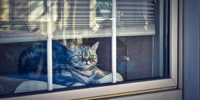 Caring For Your Cat: Keeping Indoor Cats Happy