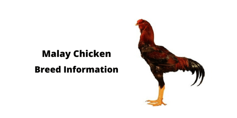 Malay Chicken Breed Information, Characteristics, Temperament - Poultry ...