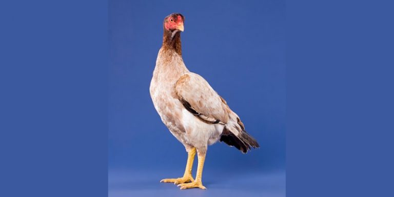 Asil Chicken (Aseel) Breed Guide: Characteristics, Temperament, & More