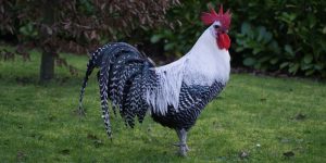 Braekel Chicken Breed Guide: Characteristics, Temperament, & More
