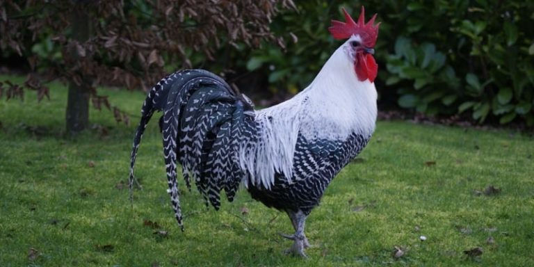 Braekel Chicken Breed Guide: Characteristics, Temperament, & More