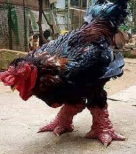 20 Largest Chicken Breed Information And Guide - Poultry Care Sunday