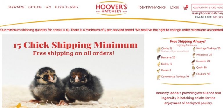 21 Best Hatcheries To Buy Chickens Online [Buying Guide]