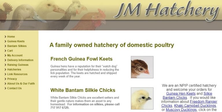 21 Best Hatcheries To Buy Chickens Online [Buying Guide]
