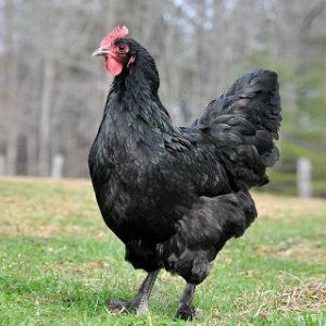 20 Largest Chicken Breed Information (With Pictures)