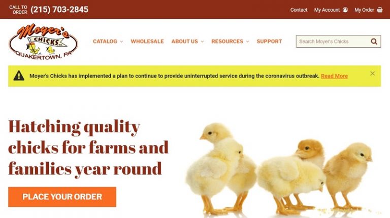 21 Best Hatcheries To Buy Chickens Online [Buying Guide]