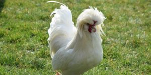 Sultan Chicken Breed Guide: Characteristics, Temperament, & More