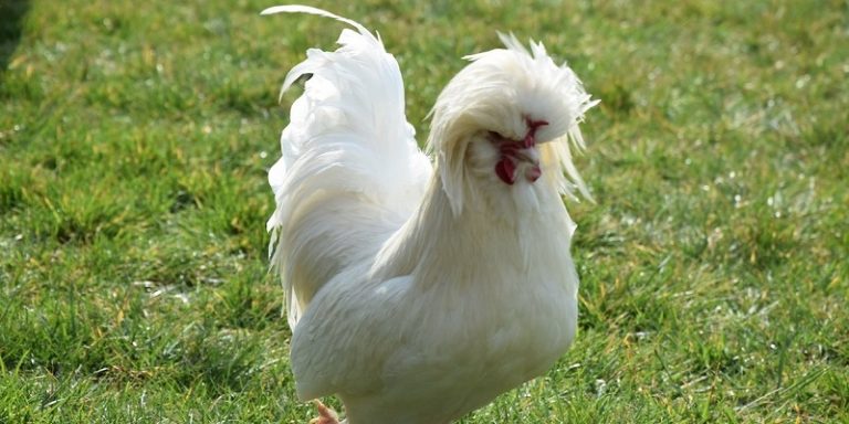 Sultan Chicken Breed Guide: Characteristics, Temperament, & More