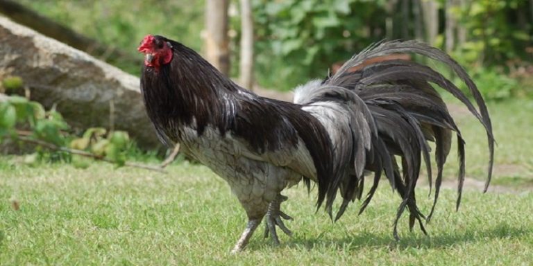 Sumatra Chicken Breed Guide: Characteristics, Temperament, & More