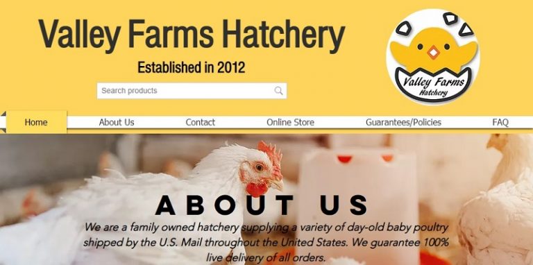 21 Best Hatcheries To Buy Chickens Online [Buying Guide]