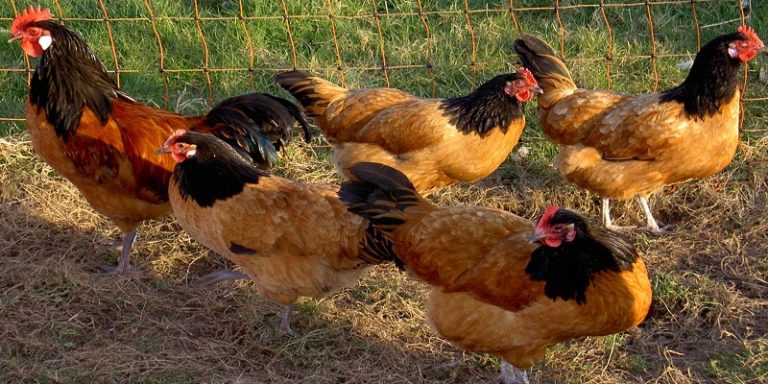Vorwerk Chicken Breed Guide: Characteristics, Temperament, & More