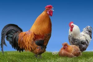 What Sounds Do Chickens Make? [11 Common Sounds Of Chicken]
