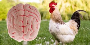 Do Chickens Have Brains? Yes! What is Brain Size? - Poultry Care Sunday