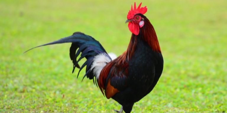 Do People Eat Roosters? Can You Eat Roosters?