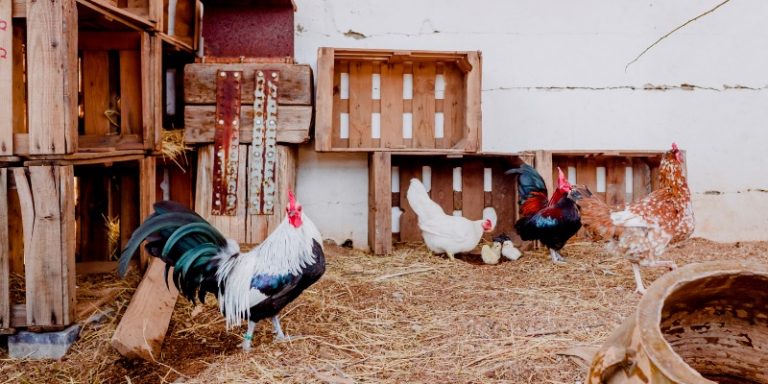 How Many Nesting Boxes Per Chicken? (See The Chart)
