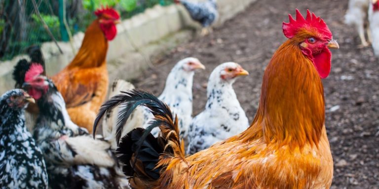 What Do You Call A Group Of Chickens? - Poultry Care Sunday