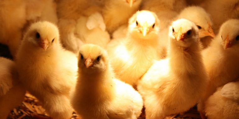 What Is A Baby Chicken Called? - Poultry Care Sunday