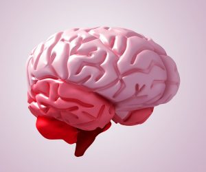 Do Chickens Have Brains? Yes! What is Brain Size? - Poultry Care Sunday