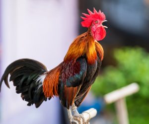 How to Stop a Rooster From Crowing?