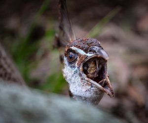 What Sound Does a Peacock Make?