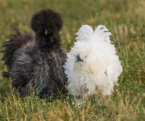 How to Tell Male and Female Silkies Apart? | Poultry Care Sunday