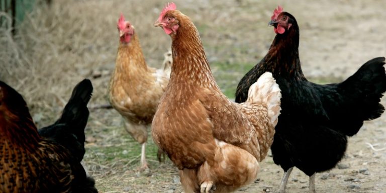 What Is the Difference Between a Hen and a Chicken?