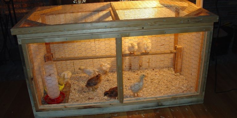 10 Best Mouse Traps For Chicken Coops In 2024 [Top Pick]
