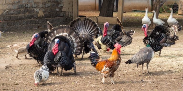 Can Turkeys and Chickens Live Together? Is it a Good Idea?